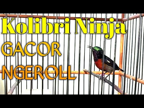 Pancingan Kolibri Ninja GACOR ngeroll || Masteran Kolibri Ninja || Dada ...