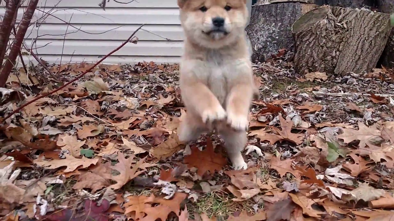 Super bubbly shiba pup - YouTube