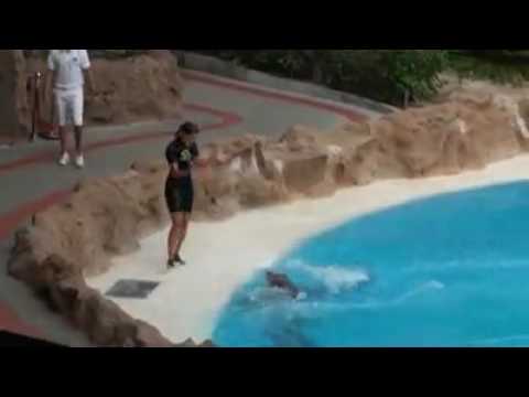 WhatsApp Hits Videos- Dolphin Girl