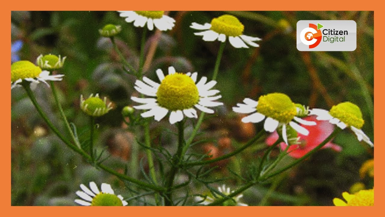 SMART FARM | Focus on Chamomile Farming in Meru County - YouTube