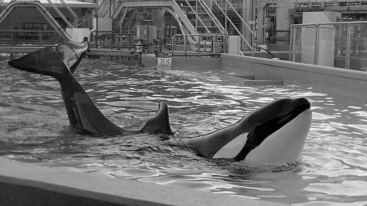 Dine with Shamu 2 of 2 - Jan 19 2015 - SeaWorld Orlando - YouTube