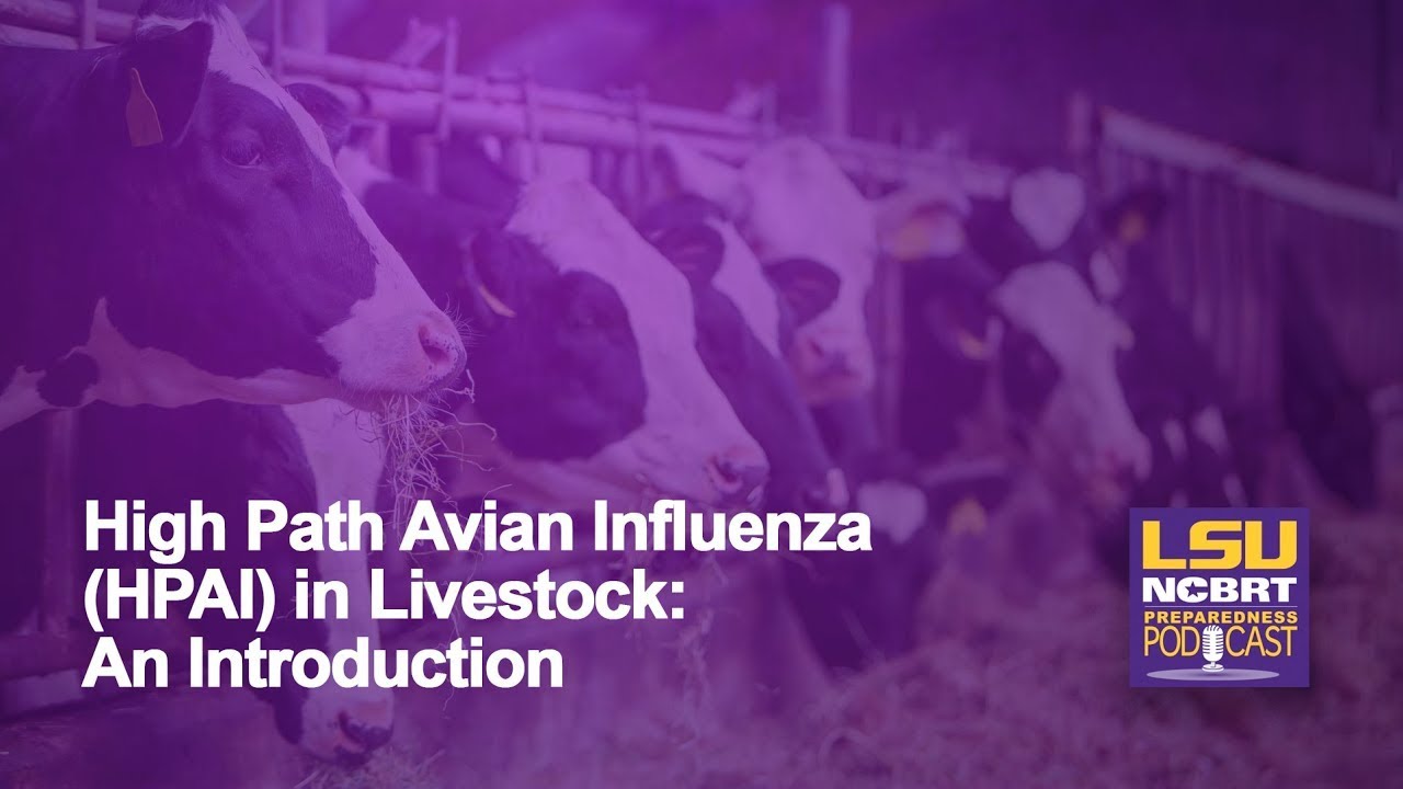 High Path Avian Influenza (HPAI) in Livestock: An Introduction - YouTube