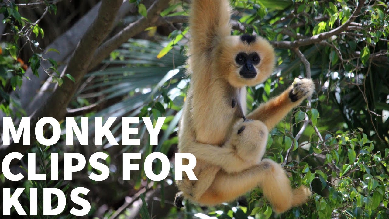 monkey clips for kids | kid's fun!! - YouTube
