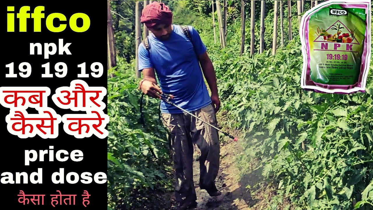 iffco npk 19 19 19 | npk kitna dalna h or kab dalna h | Praveen Thakur ...