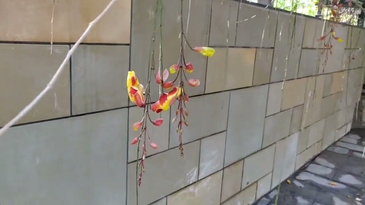 Natural stone tile Kota stone wall and swing pool design - YouTube