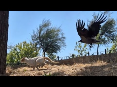 Cat Attacked by Wild Crow. - YouTube