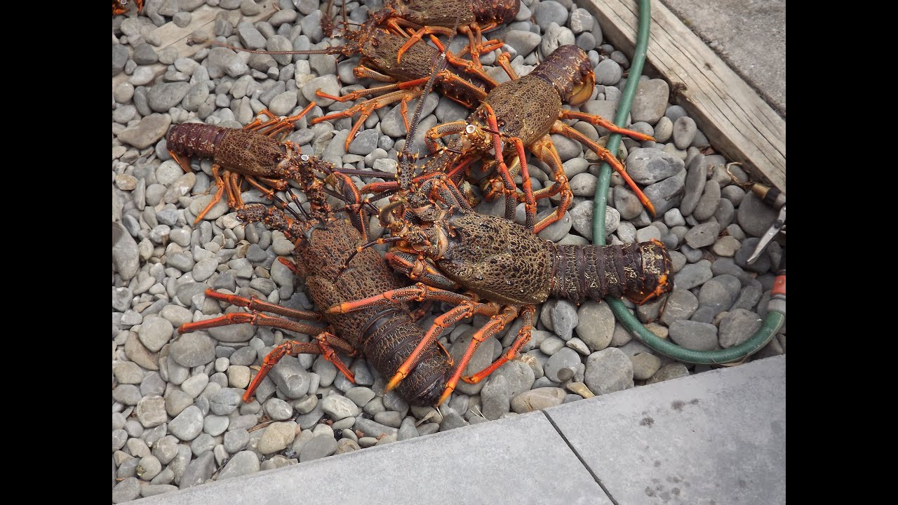 Big Crayfish New Zealand - YouTube