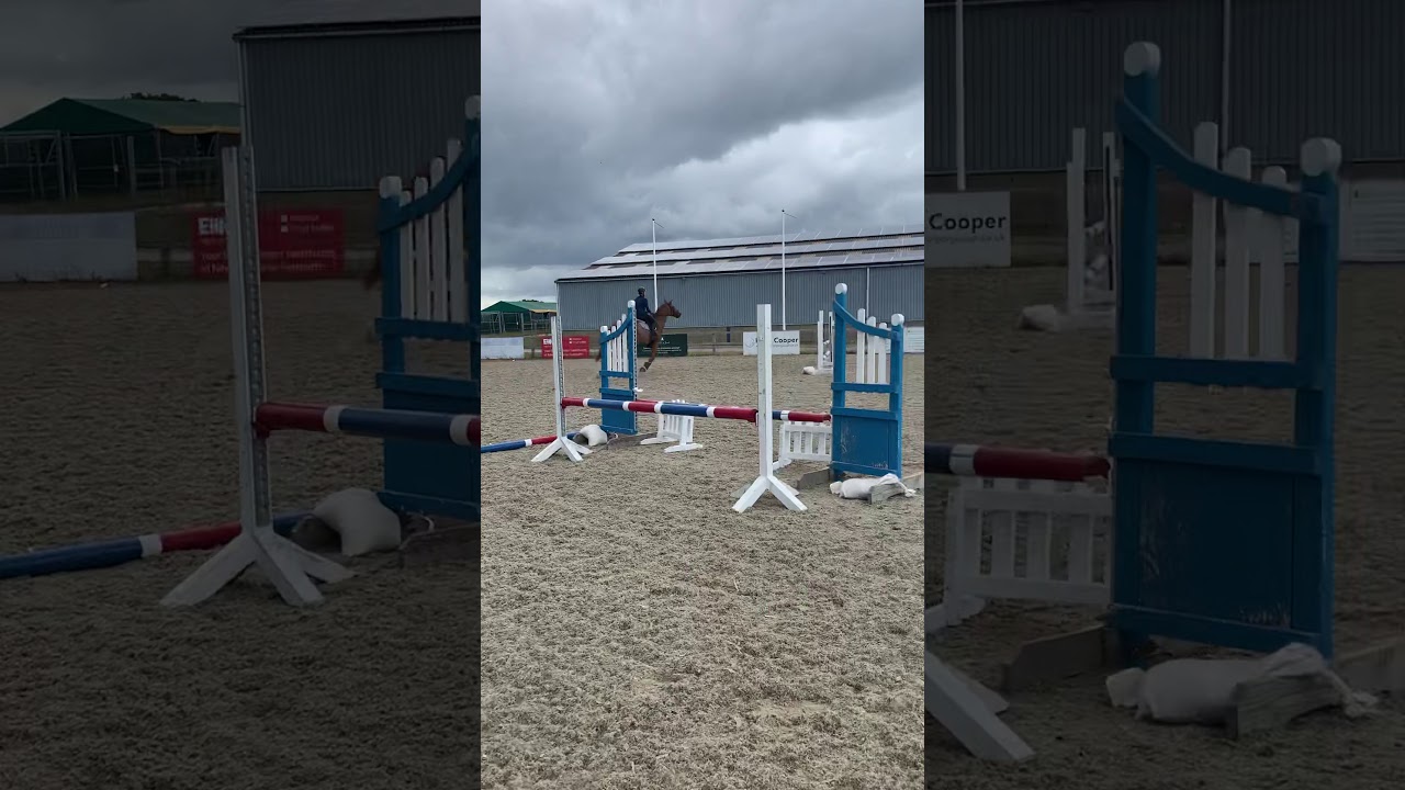 Hippo training - YouTube