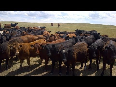 Anco Ranching (McDougald Ranch) 770# Angus X Heifers - YouTube