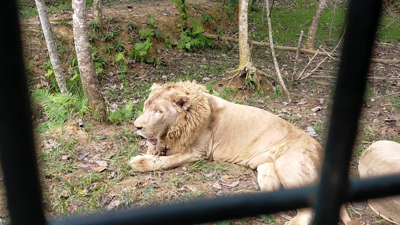 White LION Barking at CEBU safari - YouTube