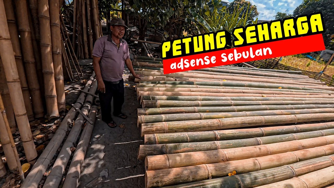 PROYEK AGUSTUS‼️Aku Beli 4 Batang Bambu Petung Untuk Proyek Spesial ...