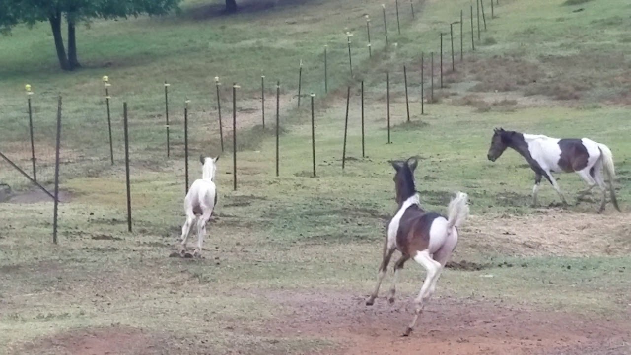 American shetland ponies playing - YouTube