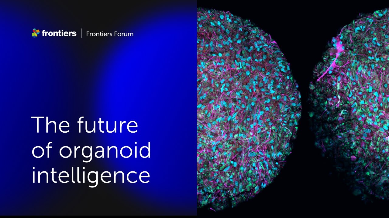 Thomas Hartung and colleagues | The future of organoid intelligence ...
