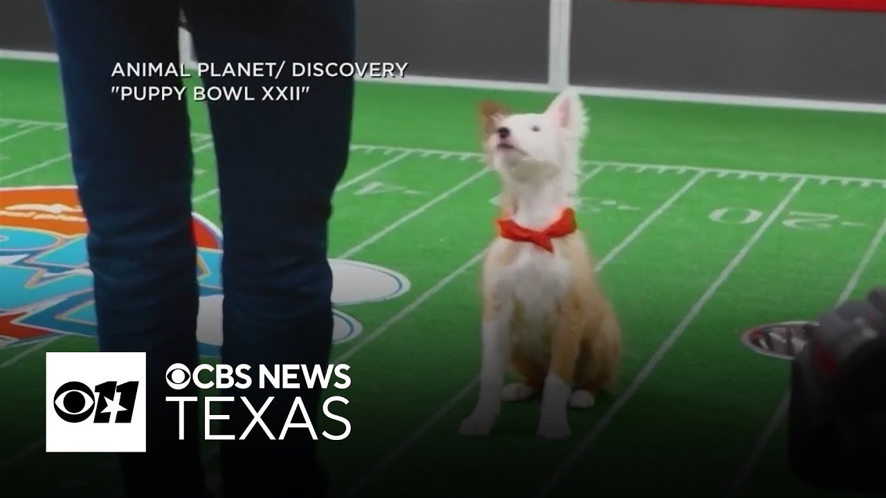 Puppy Bowl 22 to feature 150 adoptable dogs and new senior showcase ...