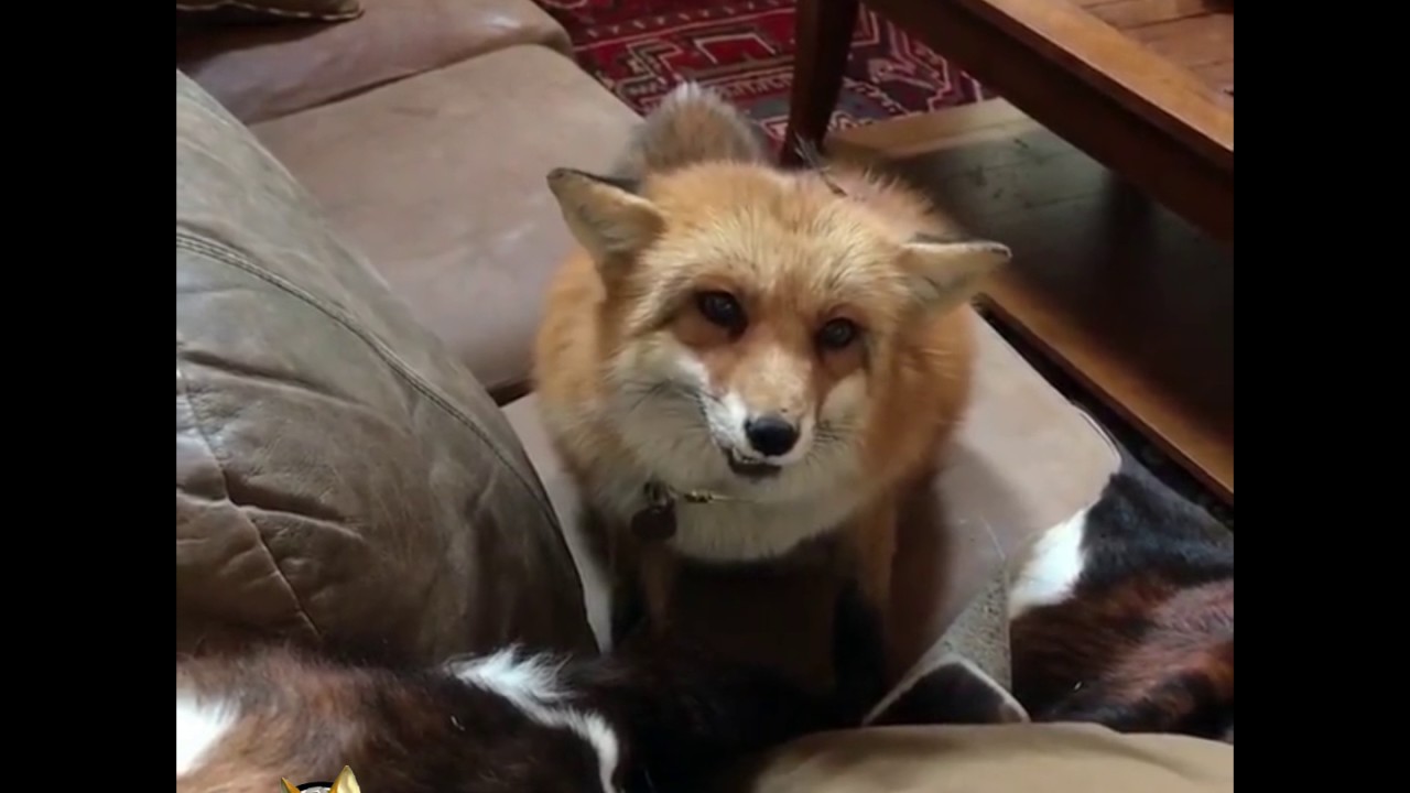 Fox Tries to Speak - YouTube