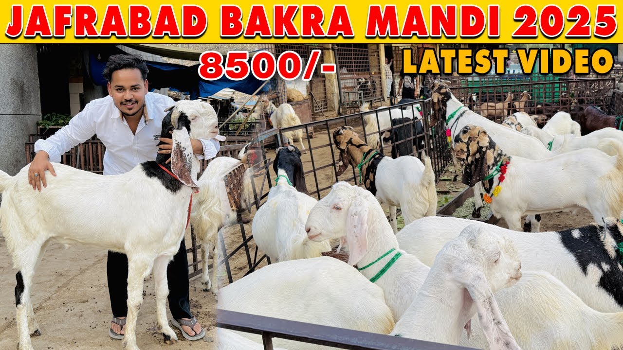JAFRABAD BAKRA MANDI 2025 LATEST VIDEO | BAKRA MANDI JAFRABAD | DELHI ...