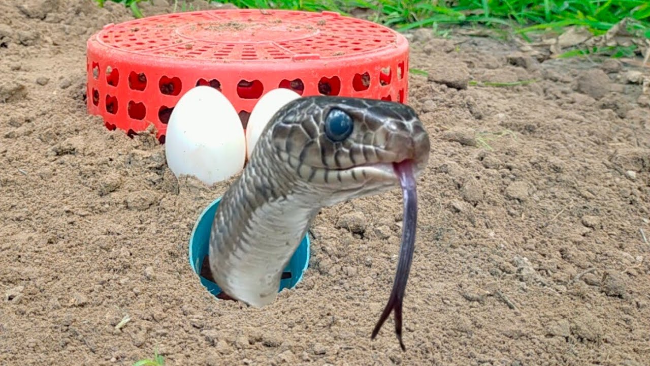 A simple egg trap trap using a camera bag - YouTube