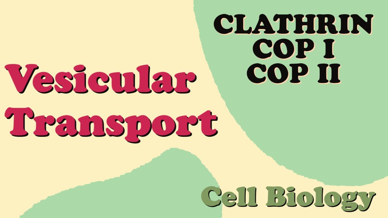 Vesicular Transport | Clathrin | COP I | COP II - YouTube