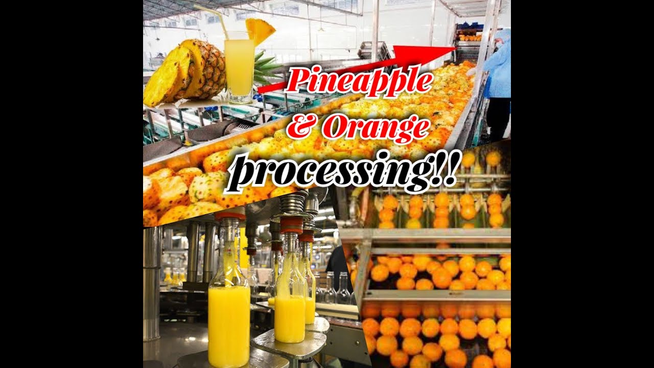 The Modern Pineapple & Orange Production Process!! - YouTube