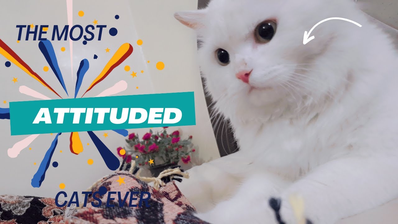 Atitude Story | MAX&SUZI | Max Masala #cat - YouTube