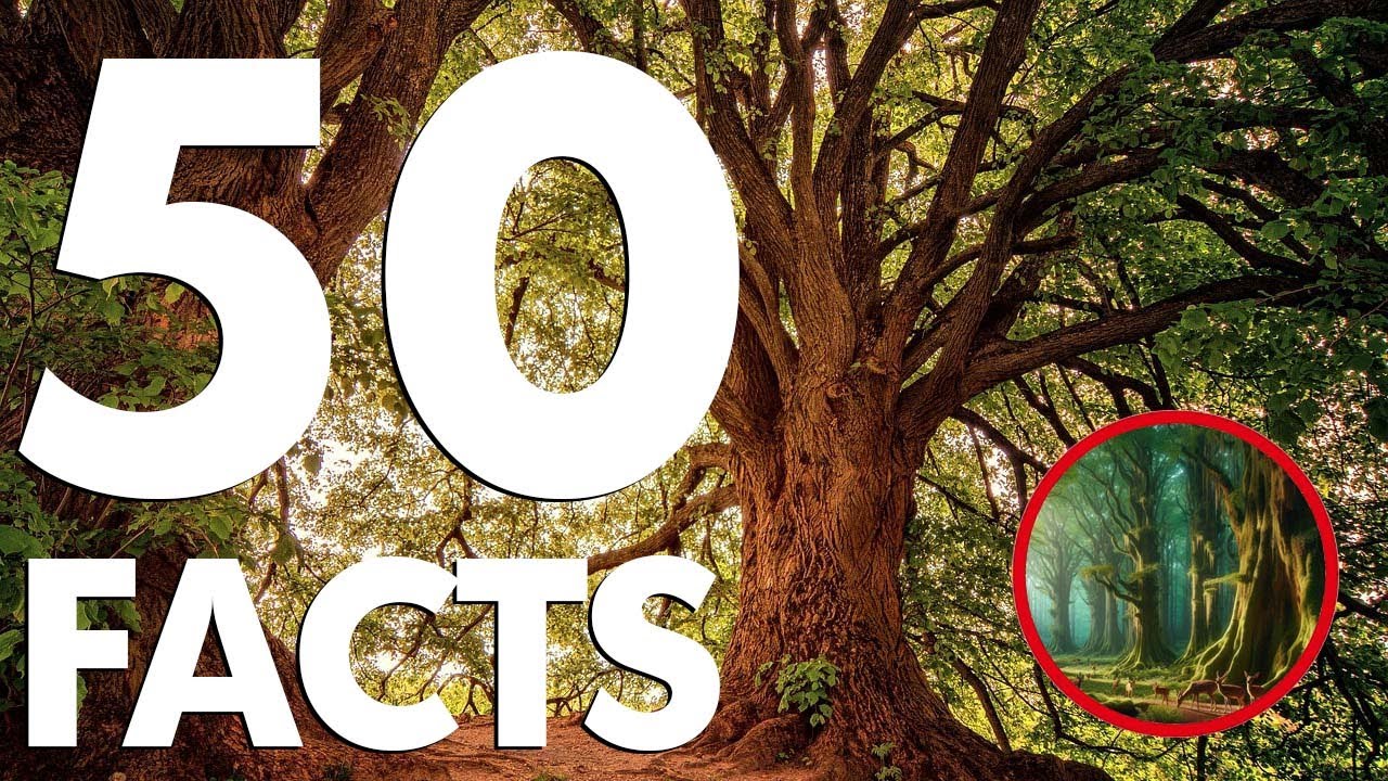 50 Facts About Forests That Will Inspire Your Inner Explorer - YouTube