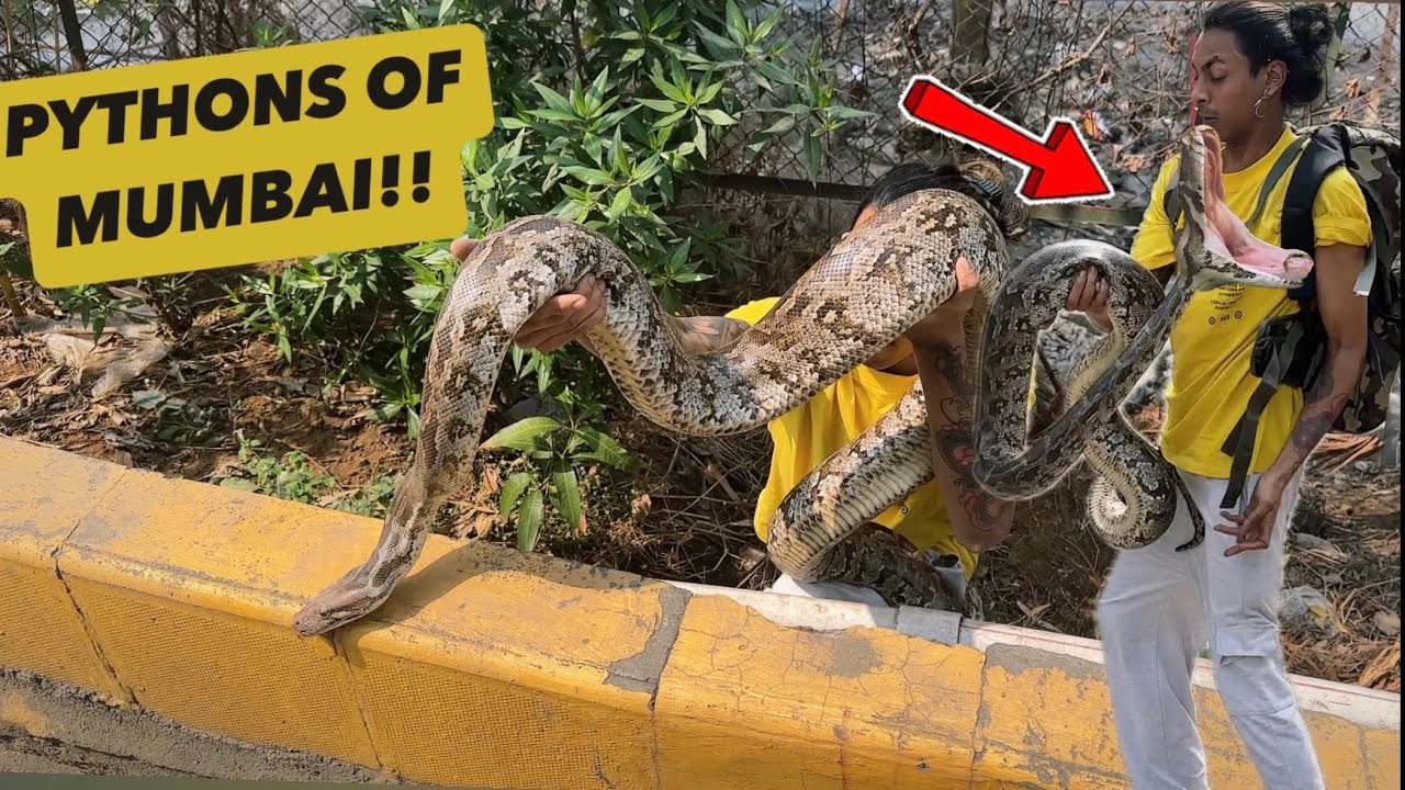 PYTHONS OF MUMBAI!!! - YouTube