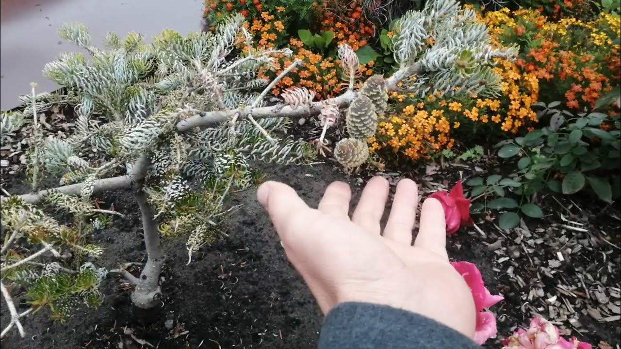 СИЛЬБЕРЛОК - ПИХТА КОРЕЙСКАЯ - YouTube