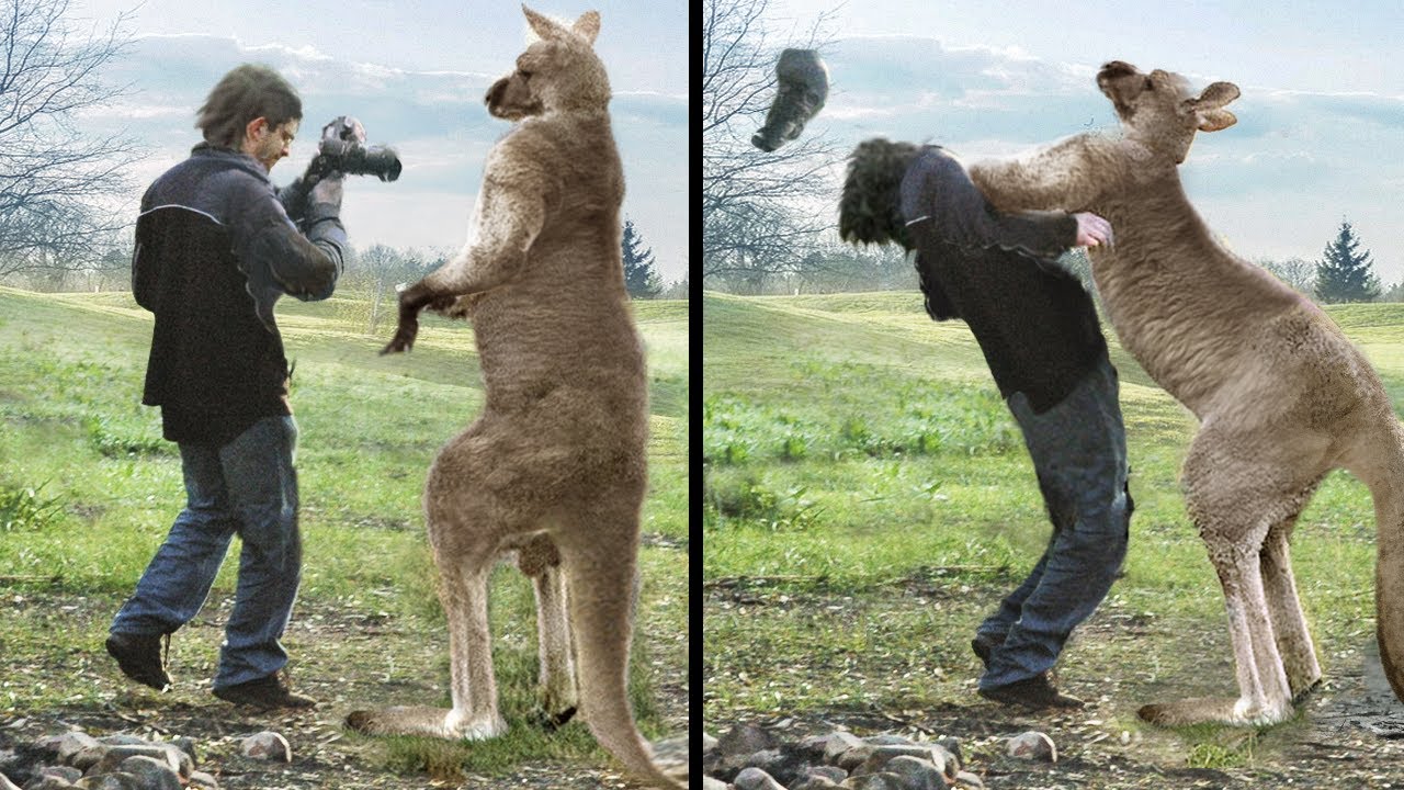 9 Craziest Animal Attacks On People! - YouTube