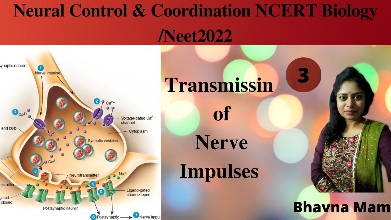 Neural Control&coordination 3|Transmission of Nerve Impulses|VIPगेस्ट ...