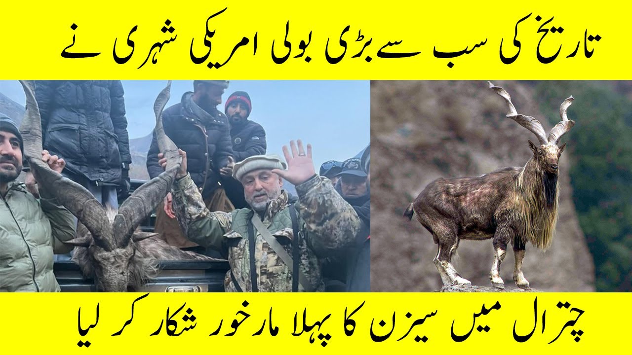 The highest rate ever in the history of Markhor Trophy Hunting - YouTube