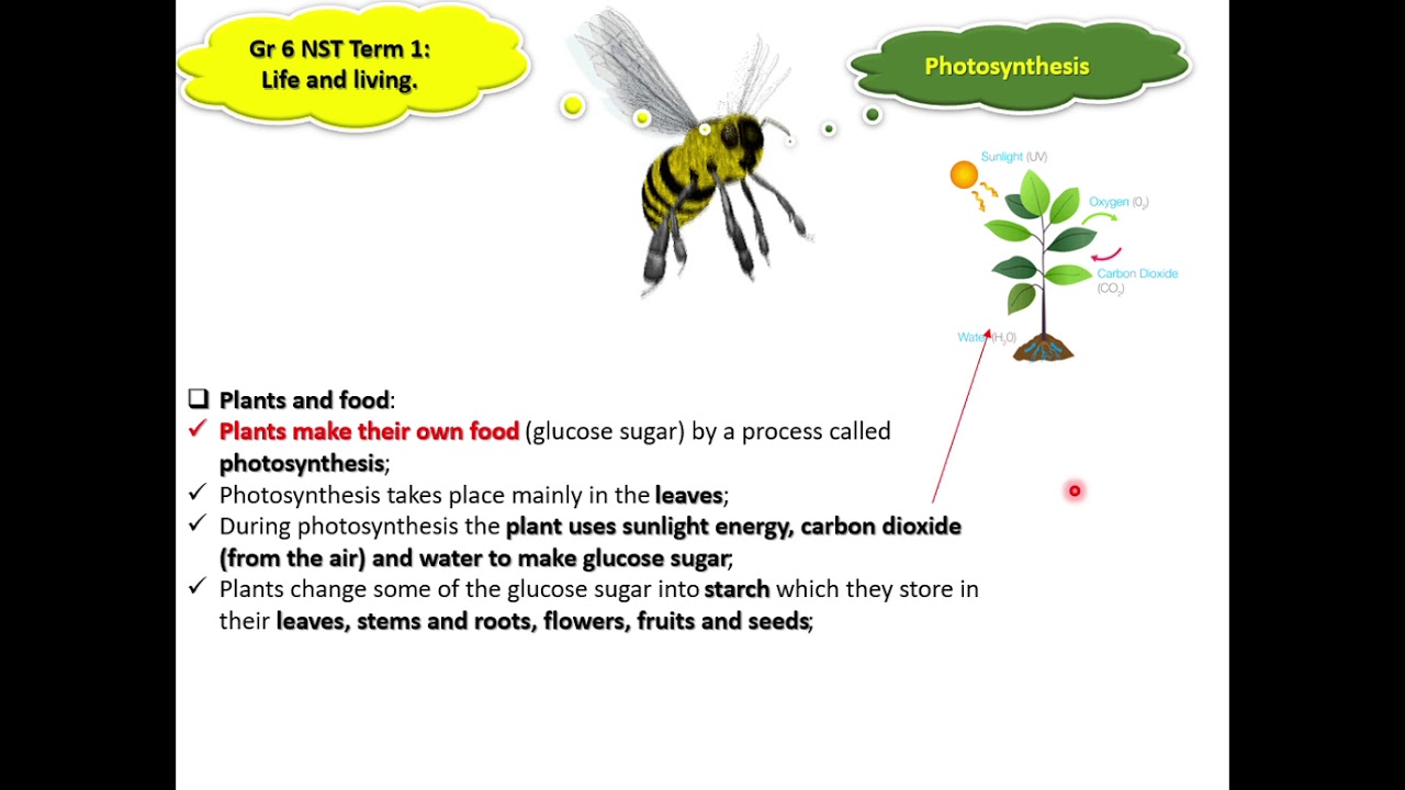 Grade 6 Natural Sciences and Technology Term 1 PowerPoint lesson - YouTube