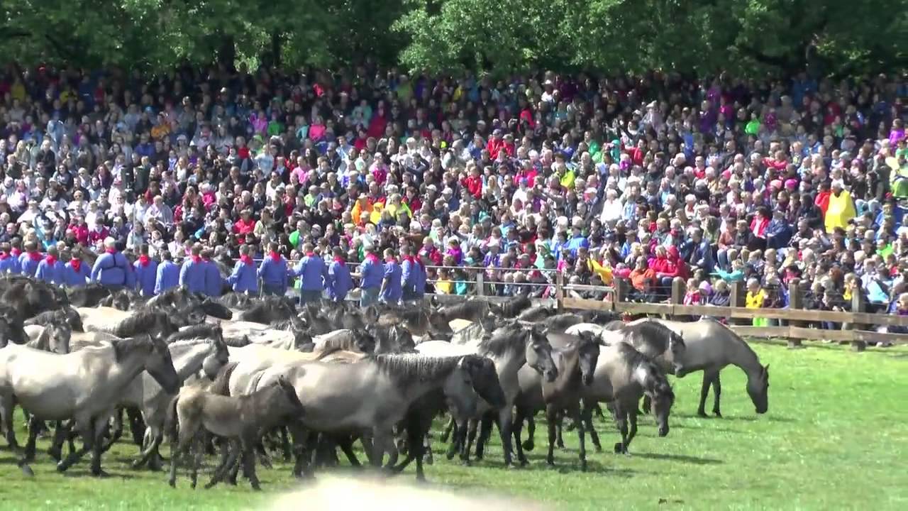 DÜLMENER WILDPFERDE in der ARENA - MERFELDER BUCH 2015 - YouTube