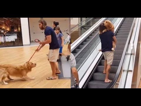 Dog Afraid of Escalator - YouTube