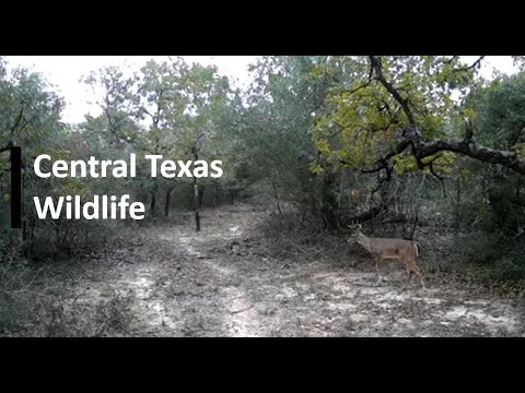 Central Texas Wildlife - Autumn Deer - YouTube