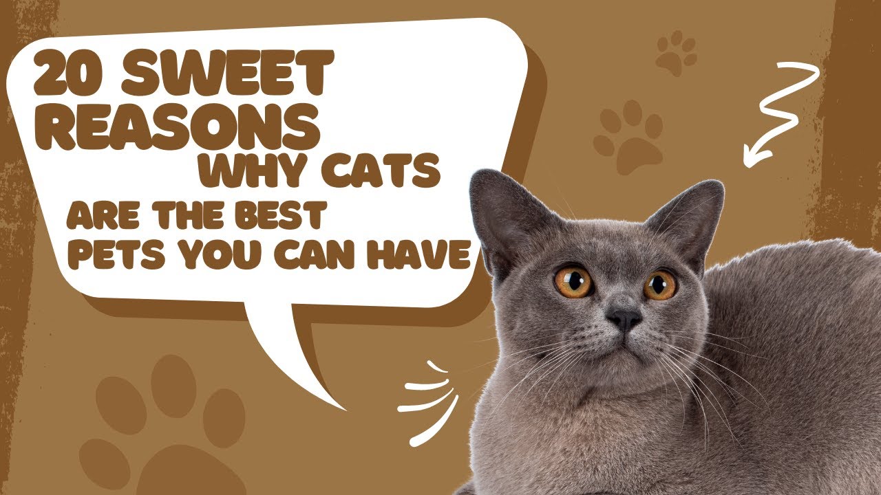 Why Cats Are Awesome