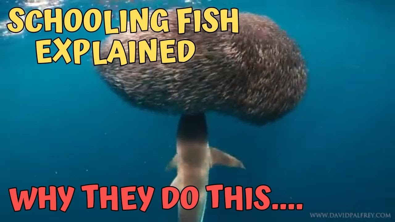 The Differences Between Schooling Fish and Shoaling Fish Behavior - YouTube