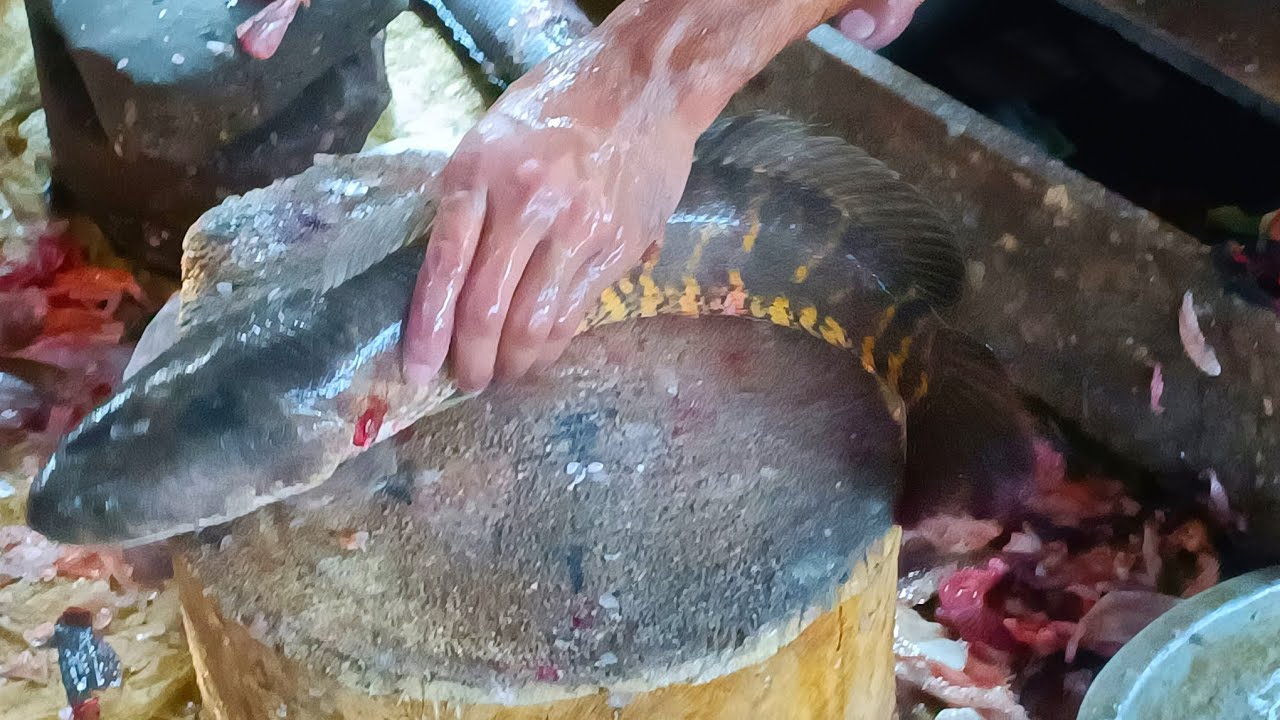 How To Cut A Sola Fish||Sola Fish Cutting||experts fish cutter||Fish ...