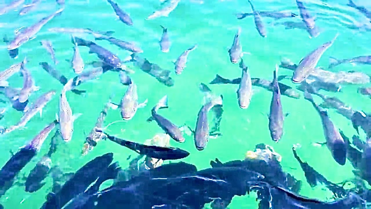 The Fish Of Lake Mead THE WATER LEVEL SHOWS FISH - YouTube