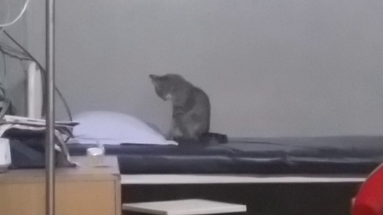 poocha......cat in casualty - YouTube