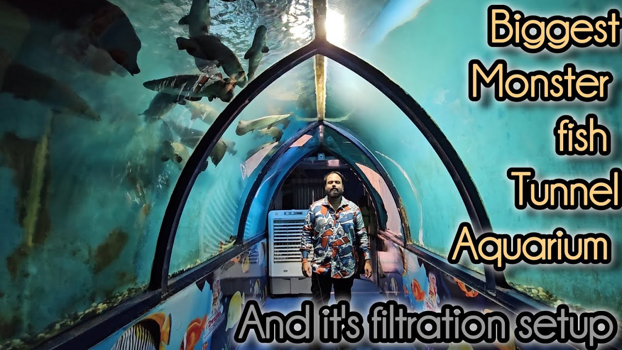 Biggest tunnel aquarium | Monster fish tunnel aquarium | Monster tank ...