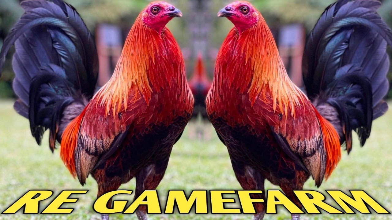 Beautiful Birds - RE FARM - Modesto, California - YouTube
