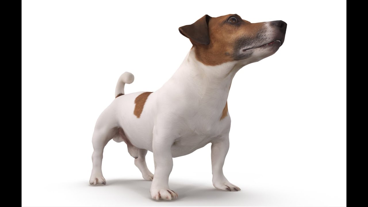 NEW JACK RUSSELL ANIMATIONS - YouTube