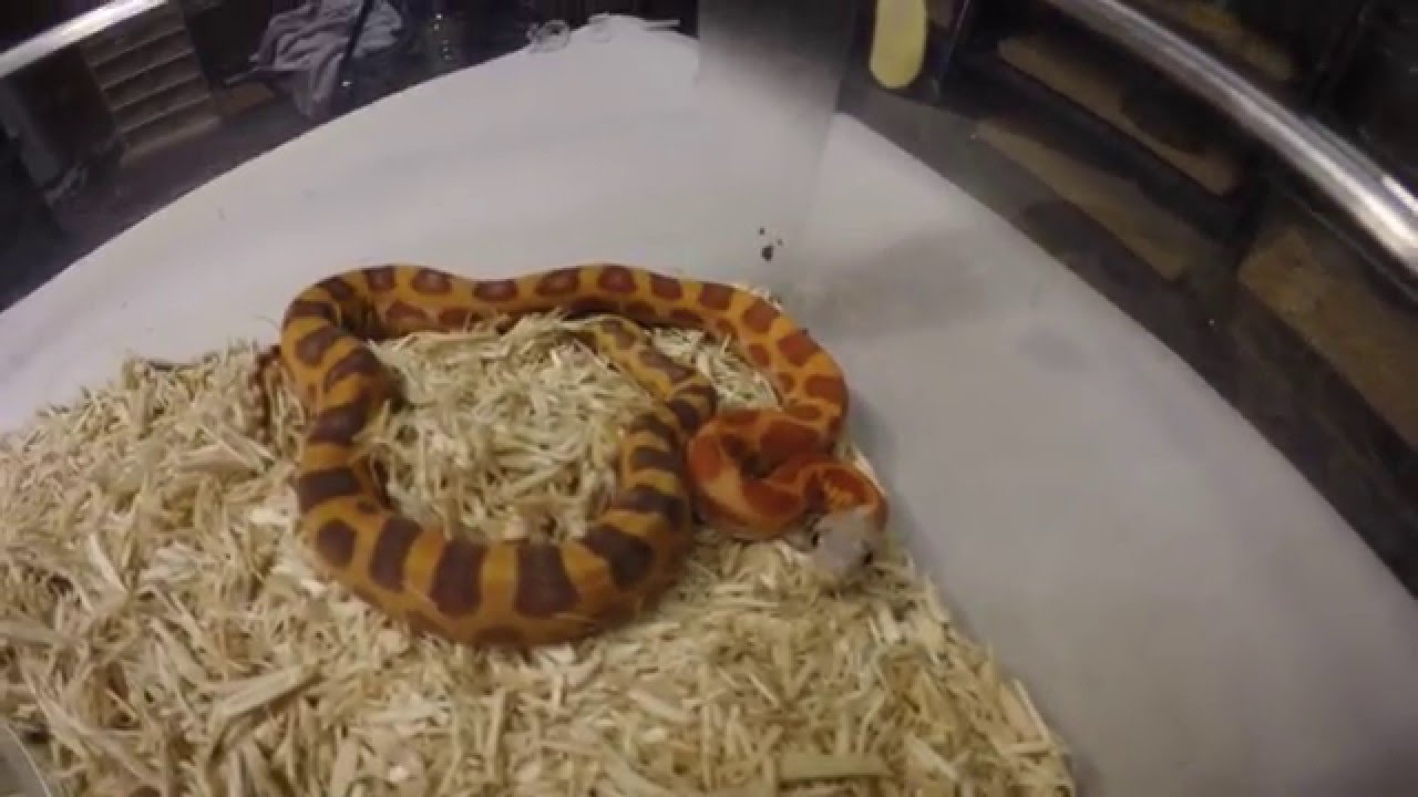 Scaleless Texas Ratsnake Morphs - YouTube