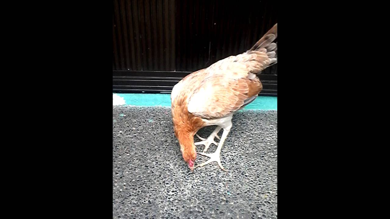 possum sweater brood hen loc. calasa, samboan, cebu - YouTube