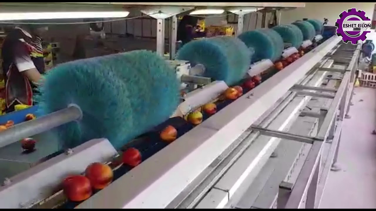 Unique Technology for Sorting of Deciduous Fruits by Eshet Eilon - YouTube