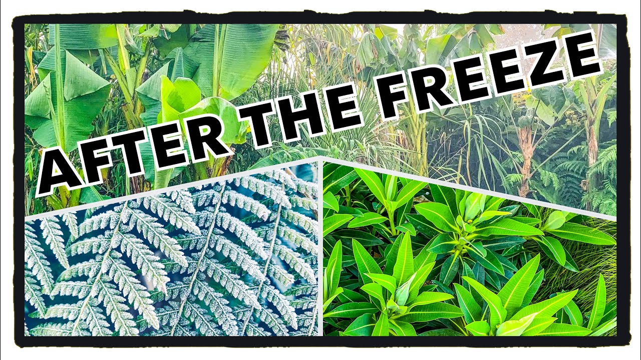 UK Exotic Plant Spring Update - Musa basjoo, Euphorbia, Schefflera ...