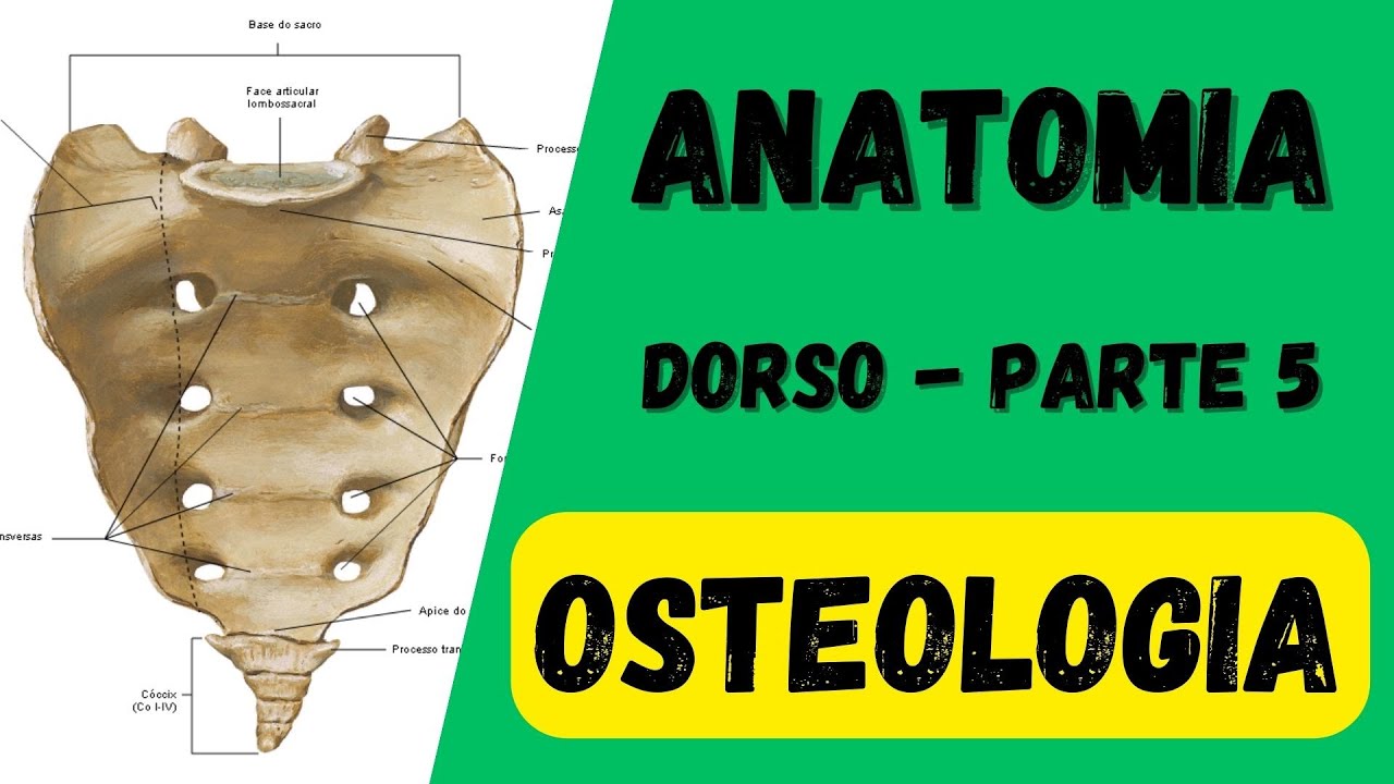 SACRO e CÓCCIX - Osteologia do dorso (parte 5) - Aula de Anatomia ...