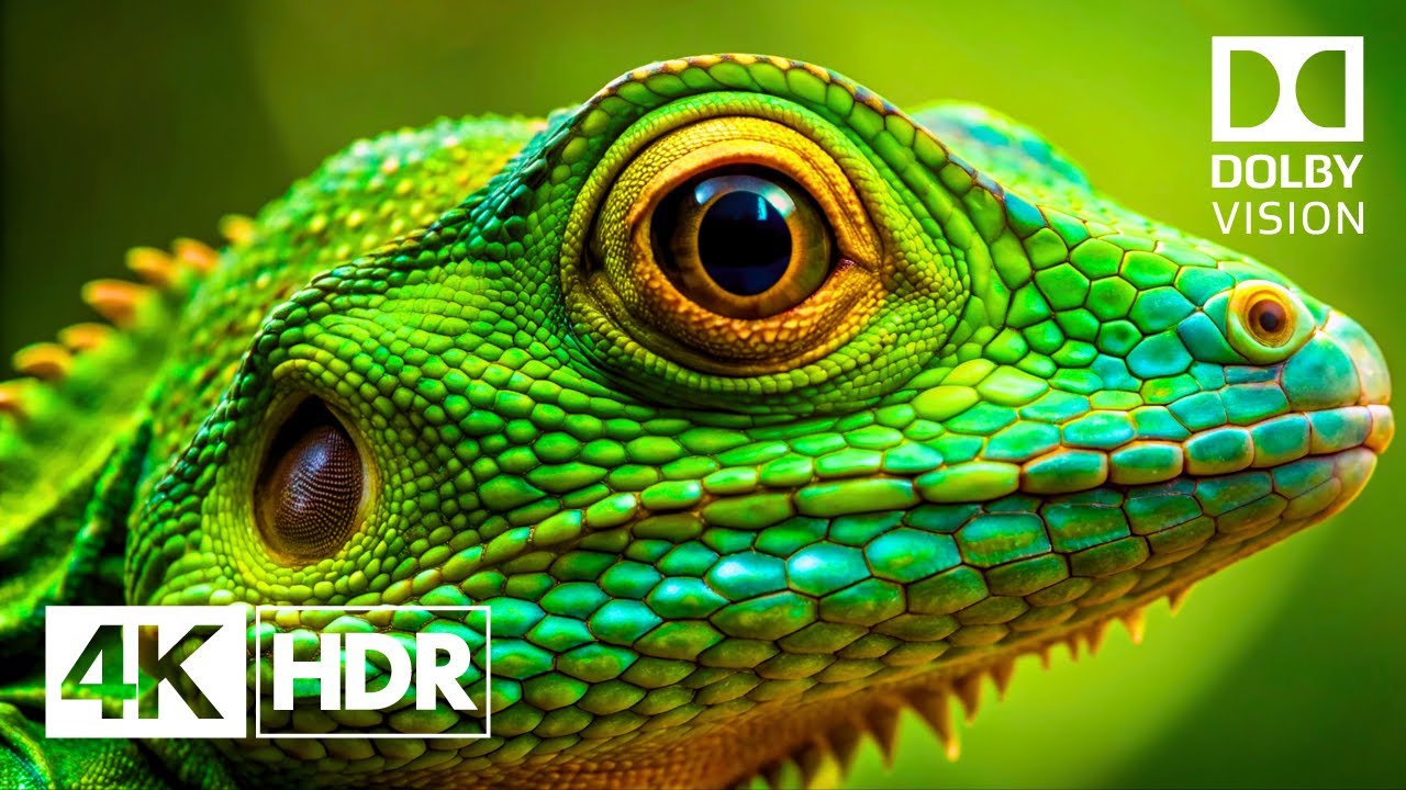 DOLBY VISION™ 4K HDR 60fps | Experience The Ultimate Visuals - YouTube