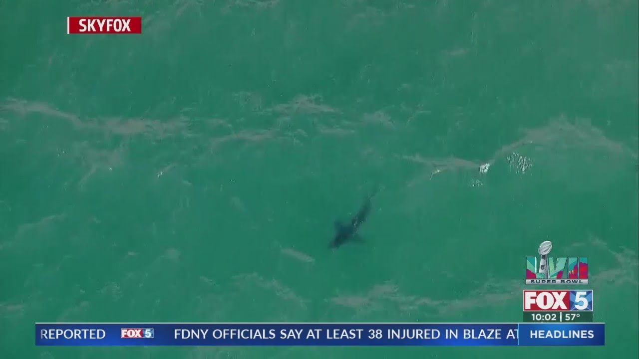 Swimmer bit by shark near Del Mar tells her story - YouTube