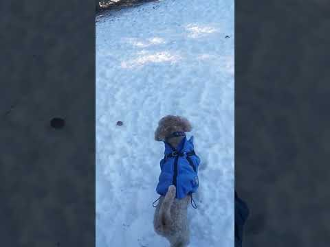 Sunny Monday Trek with Chip, Luna, Milo and Jasper (3) - YouTube